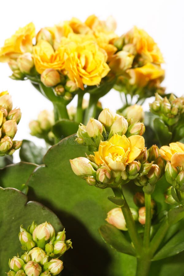 Houseplant Kalanchoe in Pot Stock Image - Image of foliage, green: 24168999