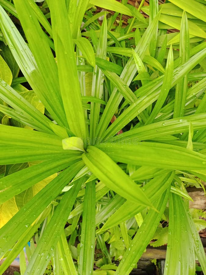 Houseplant, Long Green Leaves, Natural. Stock Photo - Image of long ...