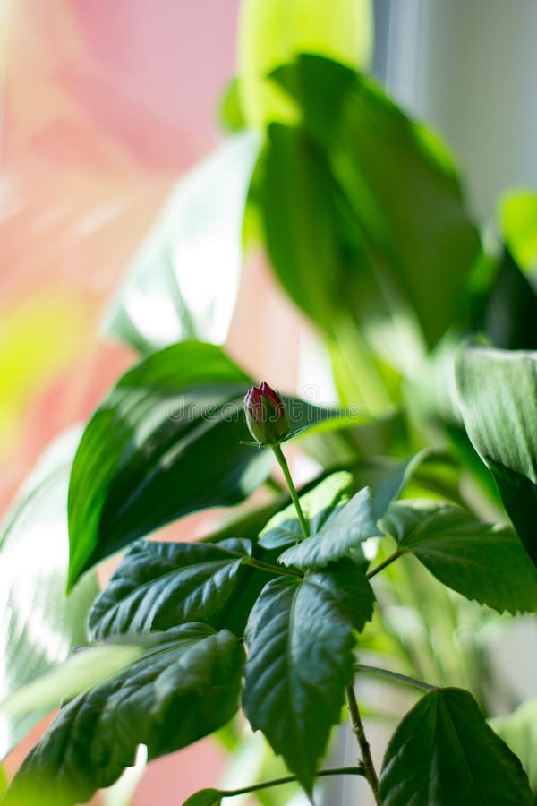 Houseplant Plant in Flower Pot, Inside Stock Image - Image of indoor ...