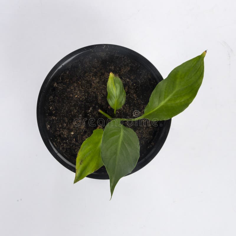Houseplant in a Pot Top View Stock Image - Image of growth, closeup ...