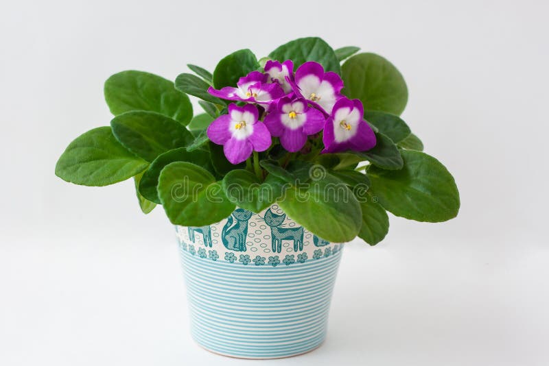 Houseplant Violet in a Pot Side View on a White Background Stock Photo ...