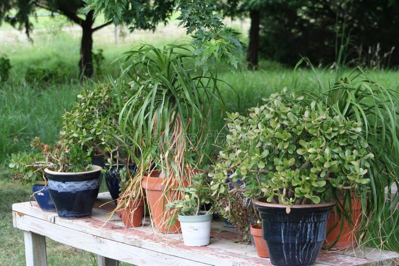 Houseplants on Rustic Table Stock Photo - Image of rustic, houseplants ...