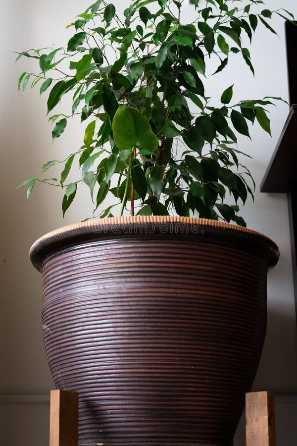 Houseplants Small Tree in a Large Ceramic Pot. Green Interior Design ...