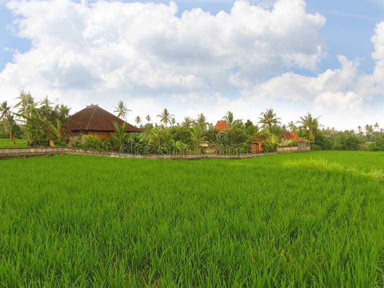 Houses and Rice Fields in Ubud, Bali Stock Image - Image of farm ...