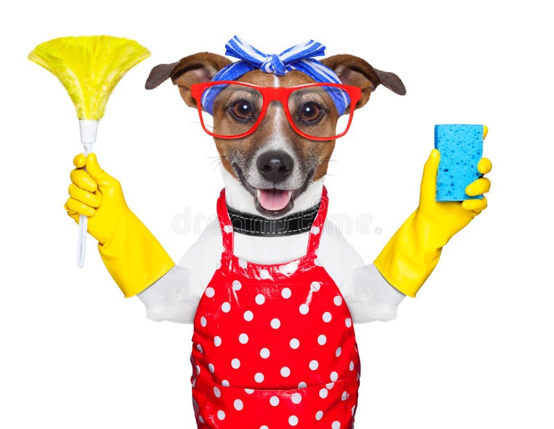 Housewife dog stock photo. Image of hand, household, house - 31500366