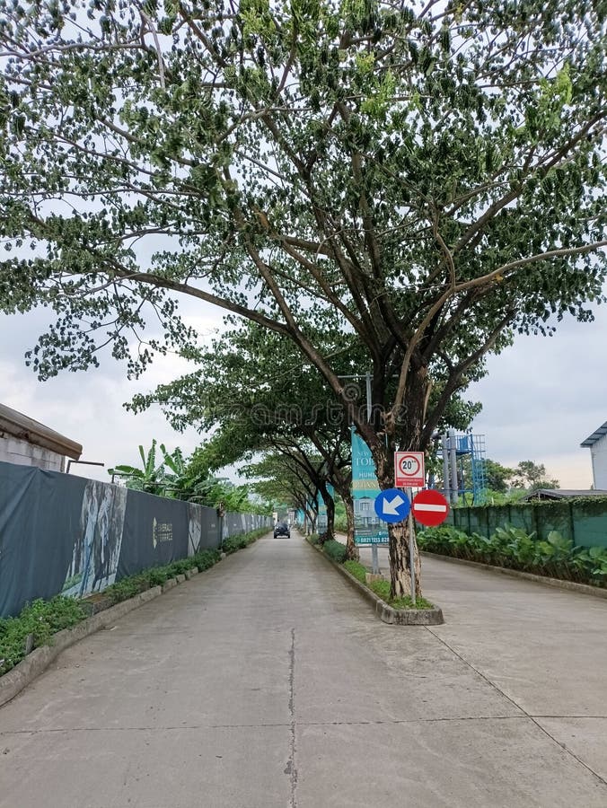 Housing Entrance Big Tree Road View Editorial Photo - Image of road ...