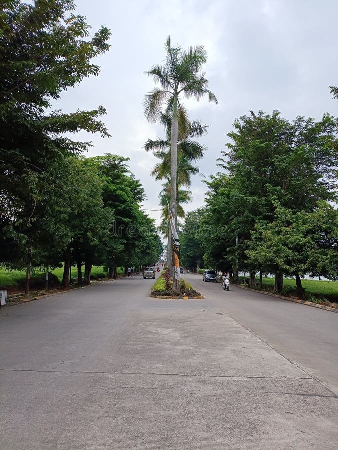 Housing Estate Palm Tree Green View Stock Photo - Image of palm, tree ...