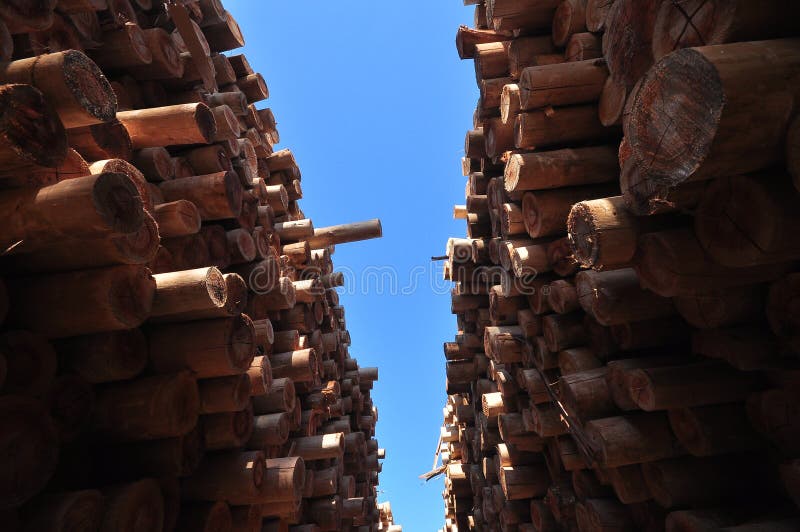 Eucalyptuspalen Die Worden Opgeslagen Om Als Steun Te Worden Gebruikt ...