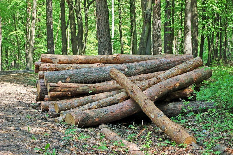 Gehakt Hout Van Een Felled Eiken Boom Stock Foto - Image of geveld ...