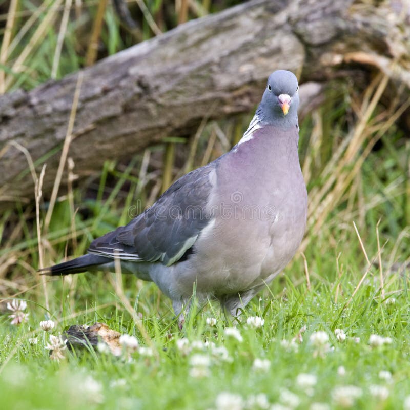 Houtduif, Pombo Torcaz Comum, Palumbus Do Columba Imagem de Stock ...