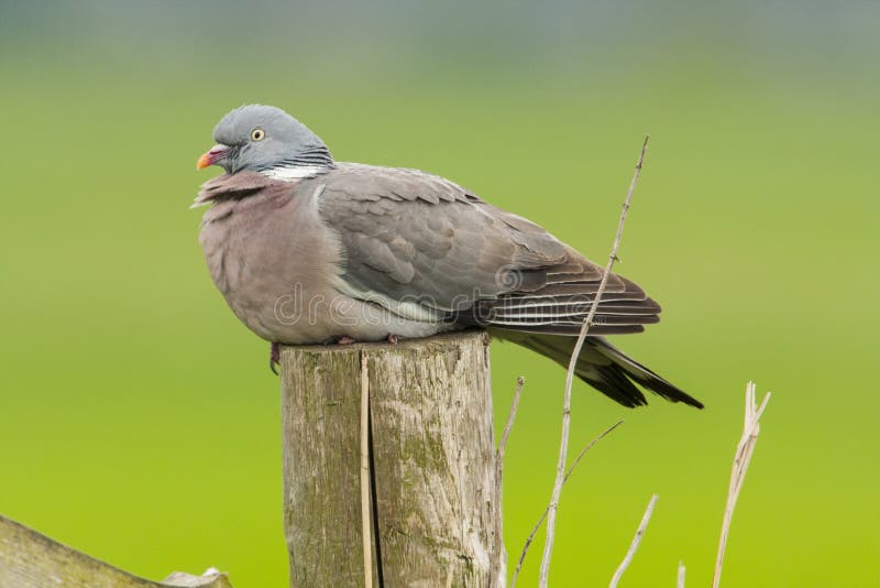 Houtduif, Pombo Torcaz Comum, Palumbus Do Columba Foto de Stock ...