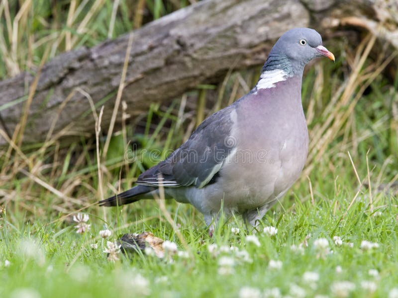 Houtduif, Pombo Torcaz Comum, Palumbus Do Columba Imagem de Stock ...
