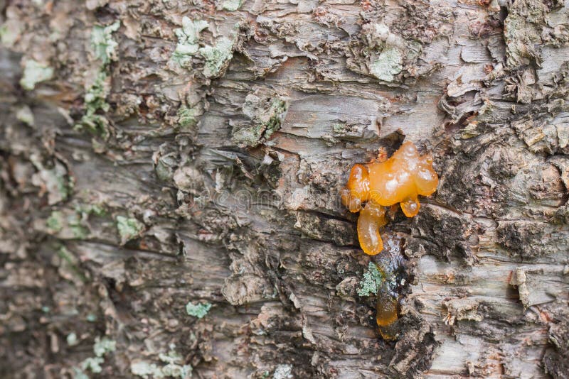 Het Detail Dichte Omhooggaand Van De Boom Natuurlijke Amberhars Stock ...