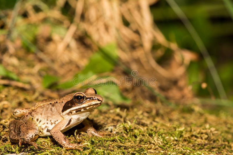 Houten Kikker Die in Een Vijver in De Lente Voor Het Koppelen Zwemmen ...