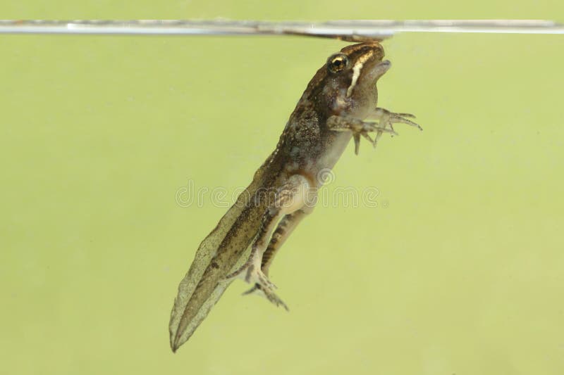 Boskikker &Rana Sylvatica& Kikkervisje Stock Afbeelding - Image of ...