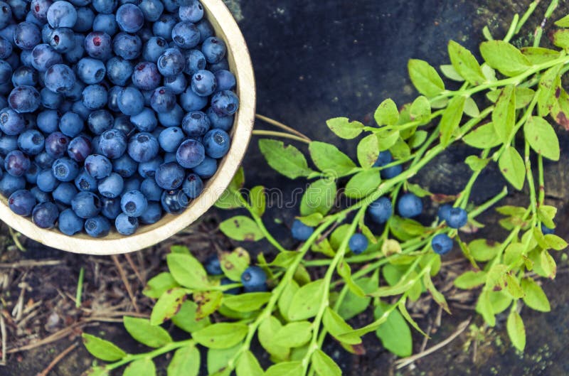 Kom Van Bosbessen En Amerikaanse Veenbessen Stock Afbeelding - Image of ...
