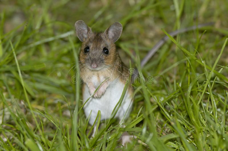 Houten Muis of Veldmuis Met Lange Staart Stock Afbeelding - Image of ...
