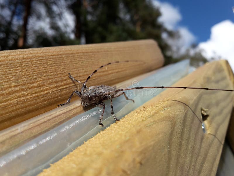 Houtkever stock foto. Image of antennes, kever, lang - 54142856