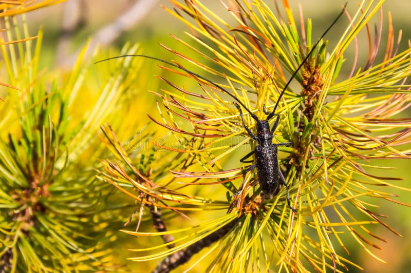 Houtkever stock foto. Image of antennes, kever, lang - 54142856