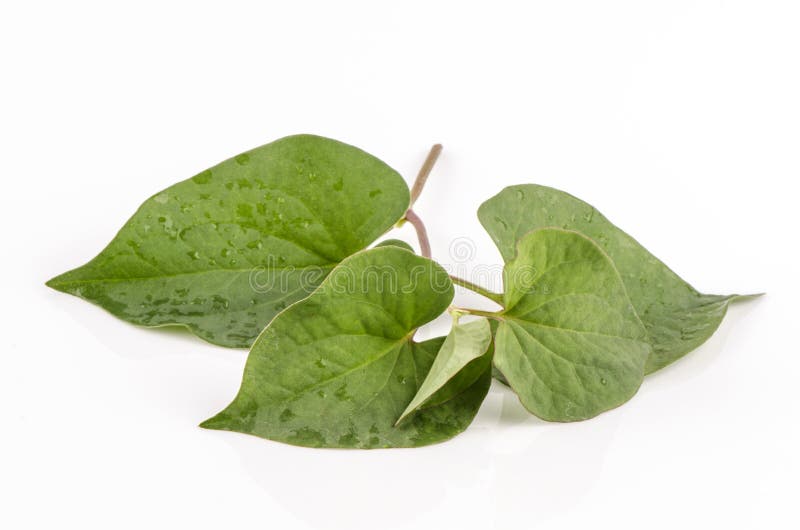 Houttuynia cordata Thunb stockbild. Bild von blatt, betriebe - 33739973