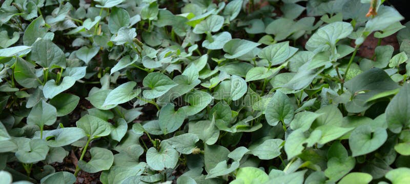 Houttuynia cordata Thunb stock photo. Image of leaves - 58593646