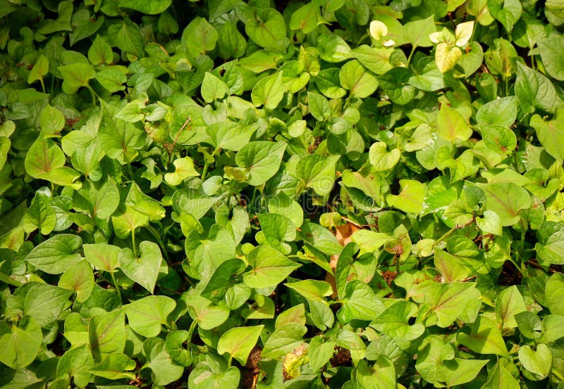 Houttuynia cordata Thunb stock image. Image of potassium - 91575073