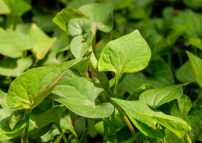 Houttuynia cordata Thunb stock photo. Image of flavone - 91575114