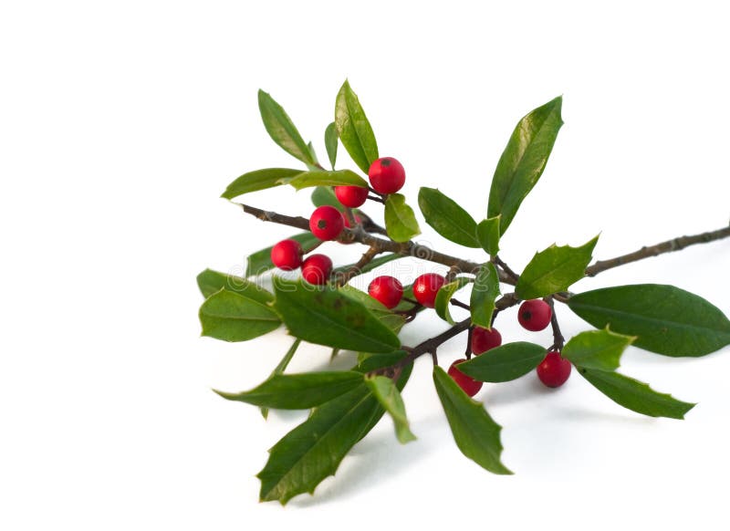 Houx photo stock. Image du rouge, lames, fond, réel, lumineux - 1340706