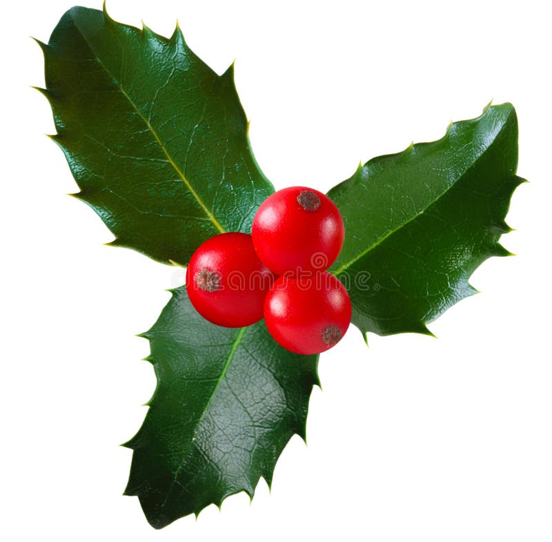 Houx photo stock. Image du saison, décoration, blanc - 16352948