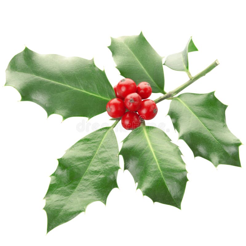 Houx photo stock. Image du saison, décoration, blanc - 16352948