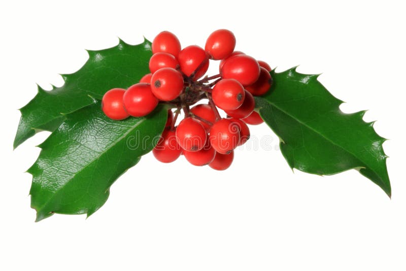 Houx photo stock. Image du cadres, houx, fête, baies, noël - 1526250