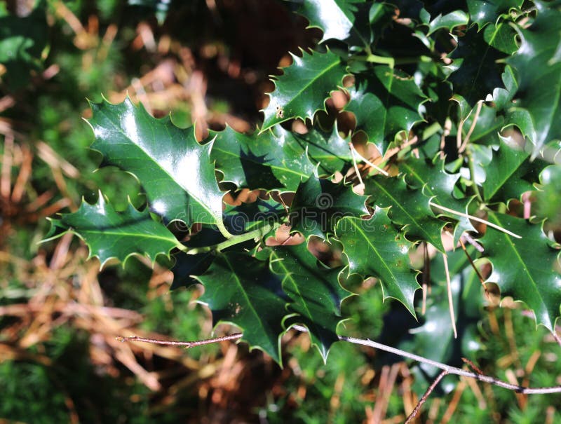 Houx Commun, Aquifolium D'Ilex Photo stock - Image du extérieur, baie ...
