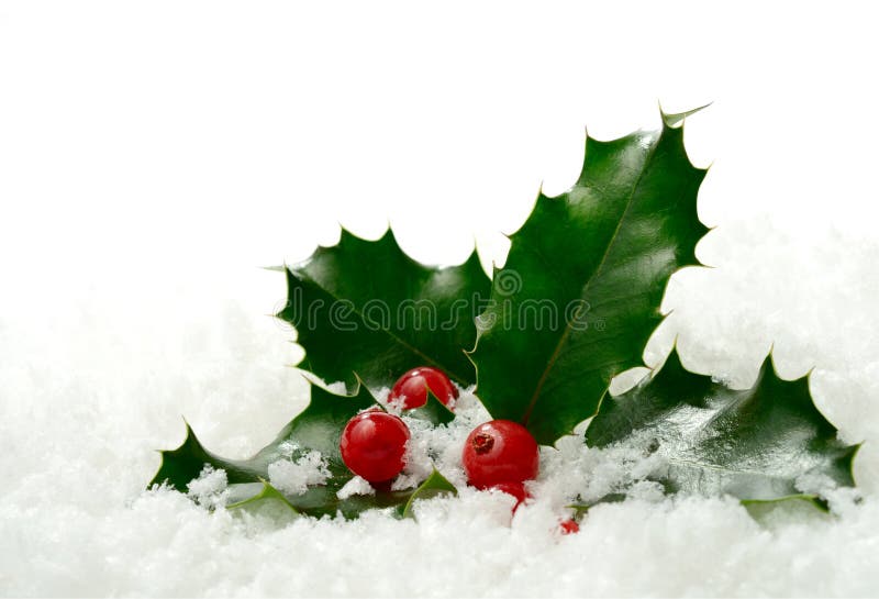 Houx dans la neige image stock. Image du brillant, baies - 29056303