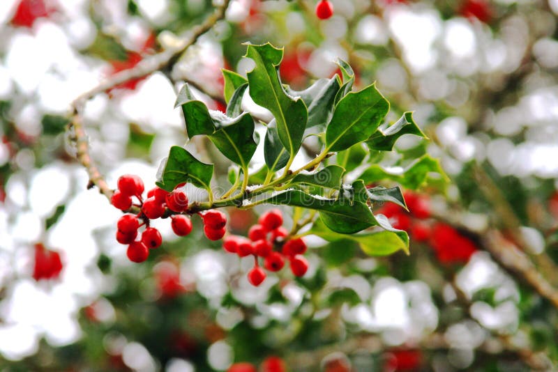 Houx en hiver photo stock. Image du sélecteur, symbole - 46560646