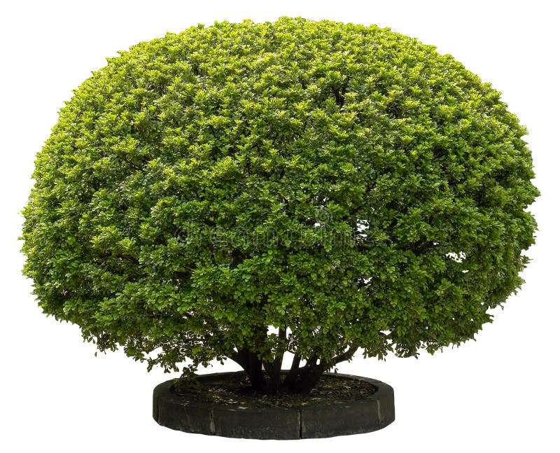 Houx taillé image stock. Image du nature, pruneau, collecte - 5147643