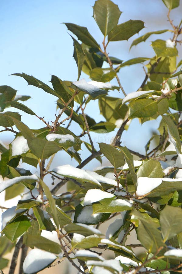 Houx vert image stock. Image du journée, arbre, branchements - 65577793