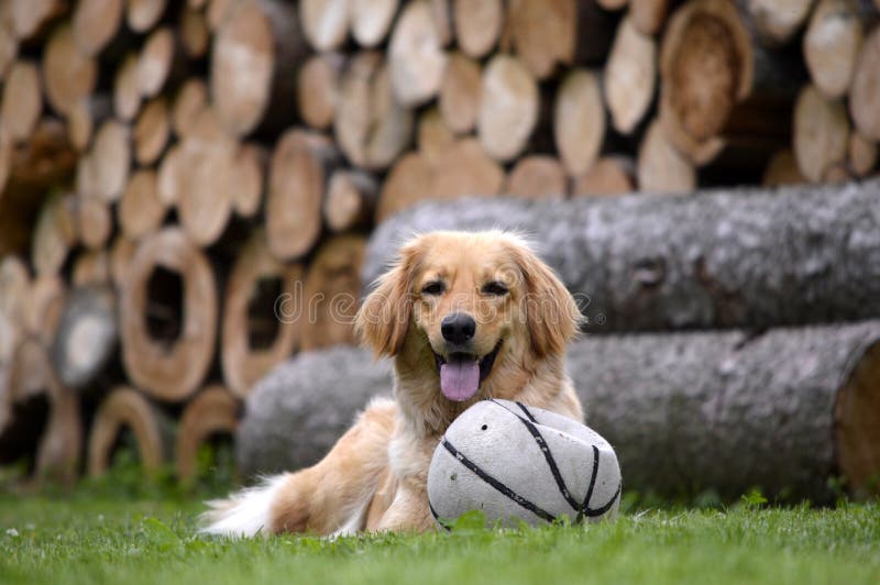 Hovawart Female Light Dog Playing with Balloon Stock Photo - Image of ...