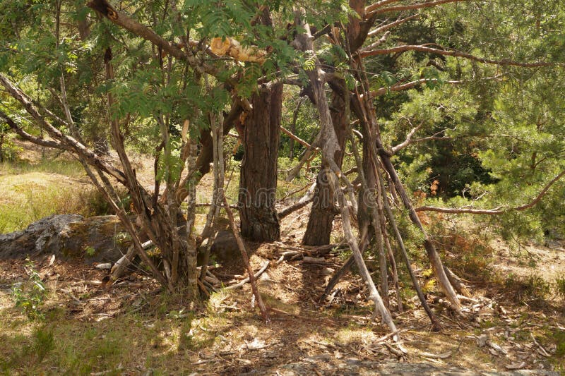 Hovel Overgrown Forest Background Stock Photos - Free & Royalty-Free ...