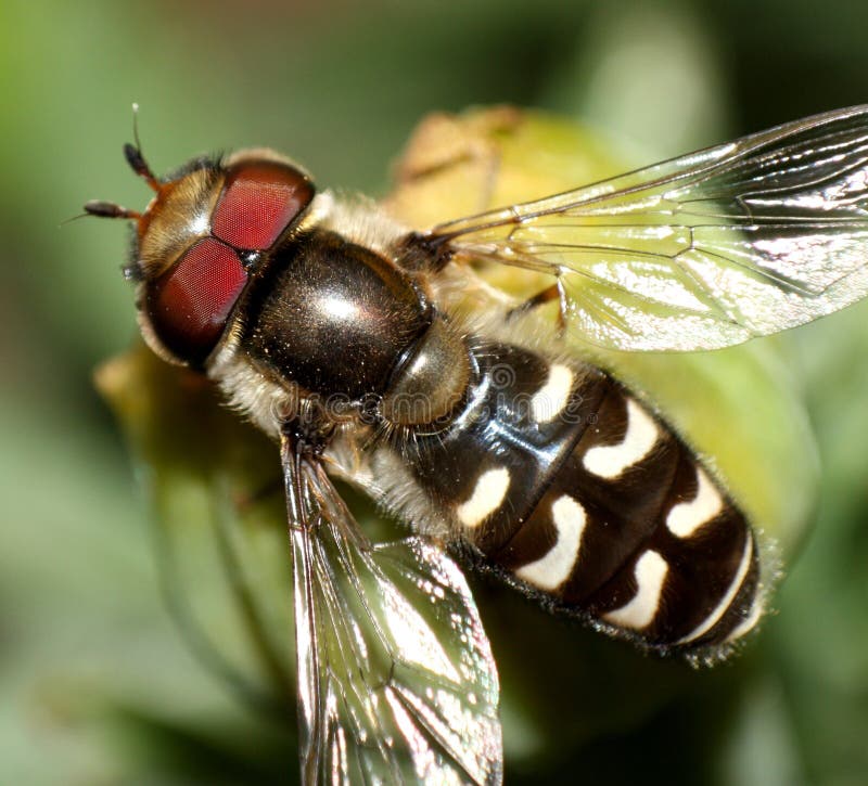 1,145 Beautiful Hover Bee Stock Photos - Free & Royalty-Free Stock ...