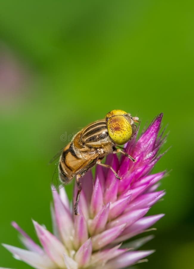 Hover bee insect stock image. Image of spring, tellow - 102949251