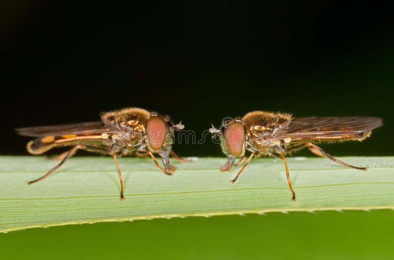 Two Hover Flies Mating, Front View. Stock Photo - Image of eyes, macro: 782944