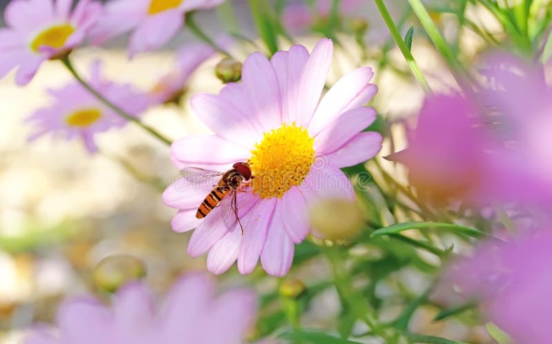 Hover Flies Hover Files Macro in Green Nature or in the Garden Stock ...
