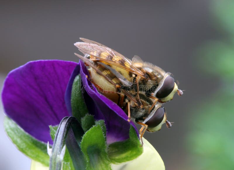 Hover Flies Mating stock image. Image of macro, petal, flies - 782777