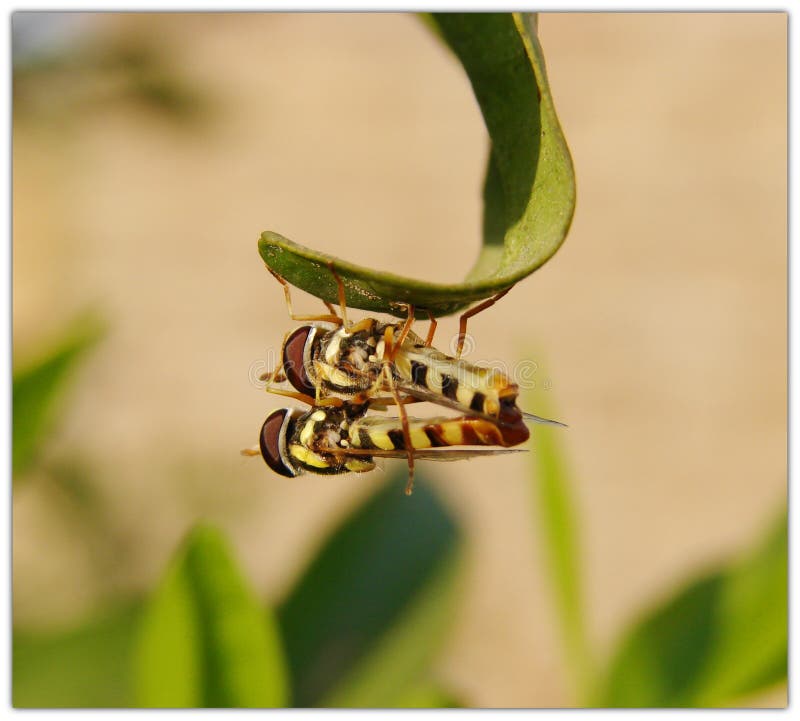 Hover flies mating stock image. Image of flies, couple - 142126955