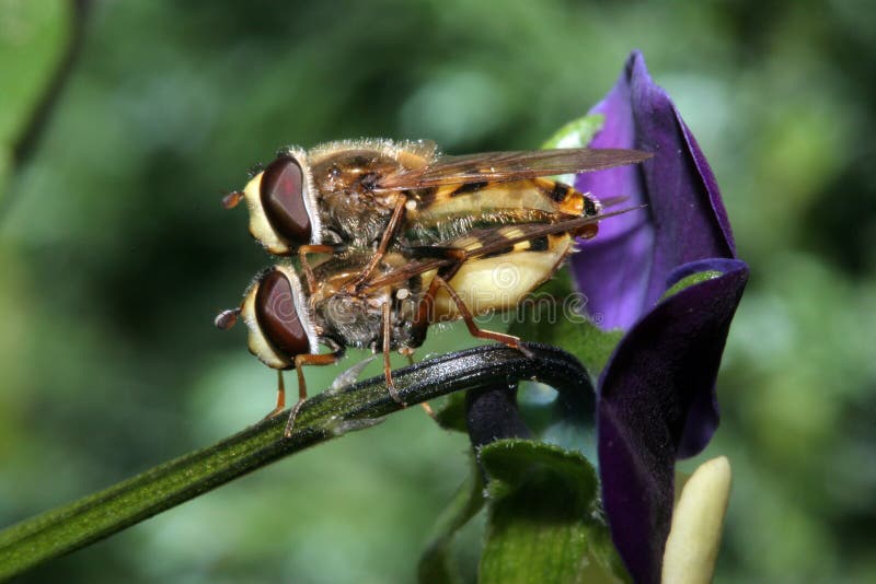 Two Hover Flies Mating, Front View. Stock Photo - Image of eyes, macro: 782944