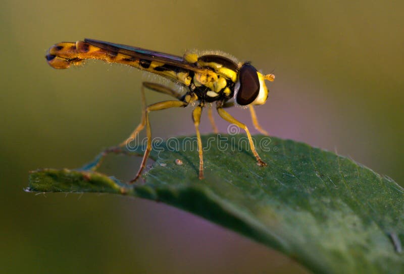 Hover-fly stock image. Image of garden, close, flora - 10759589