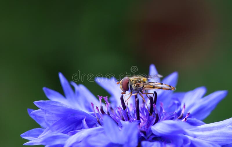 Hover fly stock photo. Image of foliage, wildlife, green - 10800748