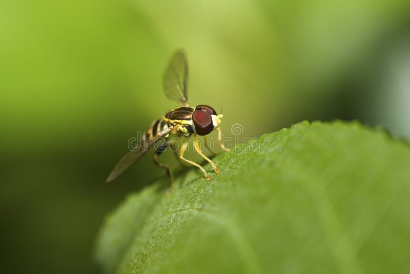 Hover Fly on Finger stock image. Image of insect, finger - 79441587