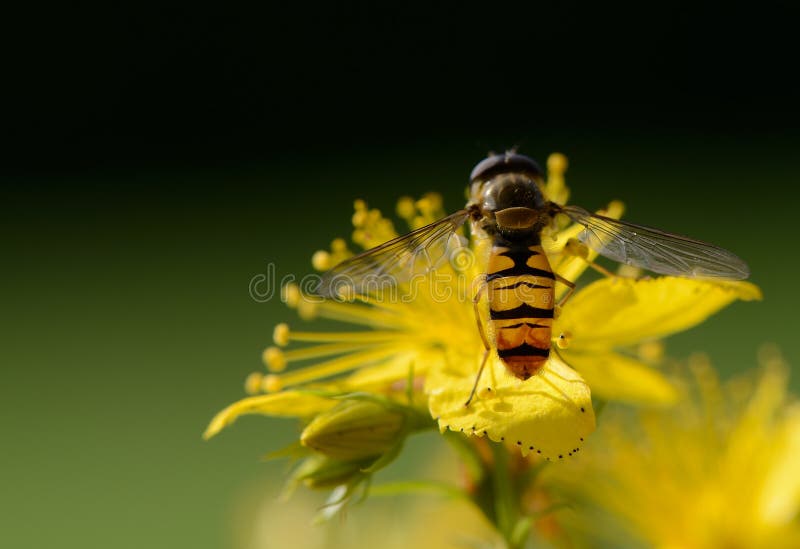 Hover fly stock image. Image of hover, yellow, closeup - 25806553