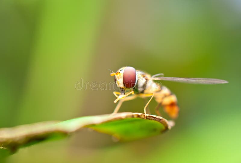 Hover fly stock photo. Image of closeup, insect, hoverfly - 26721212